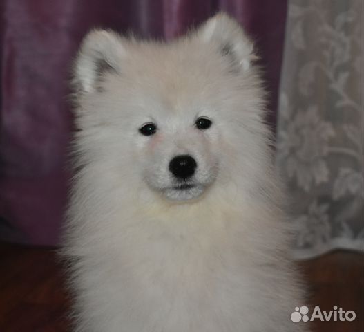 Белоснежное чудо