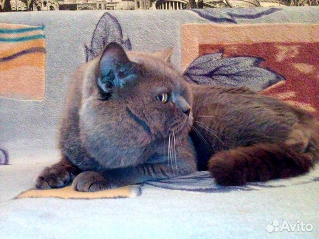 Отдам кота британец