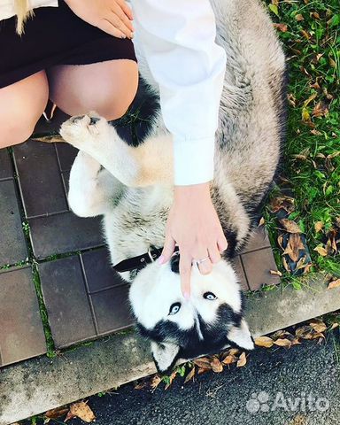Найдена Хаски-девочка Отдам в хорошие руки