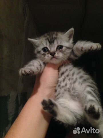 Котёнок Британец бесплотно