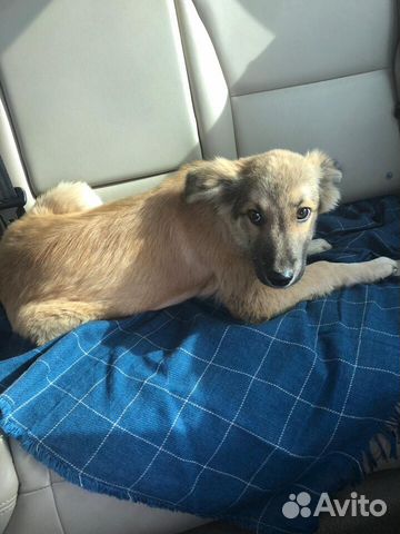 Щенок 4,5 месяца