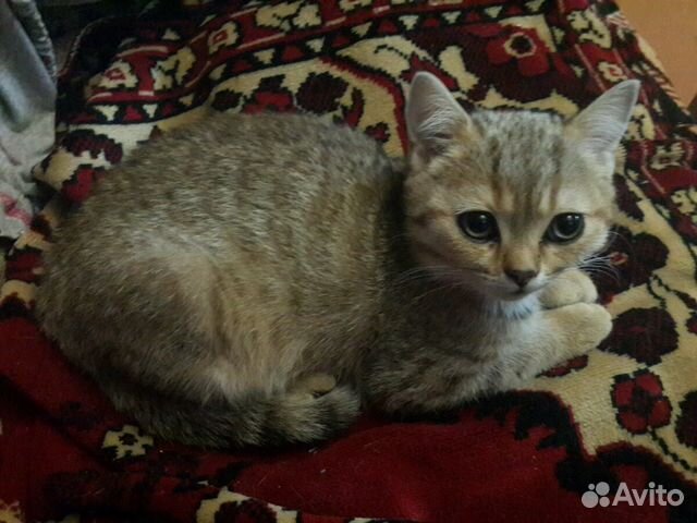 Британец мальчик 4 месяца