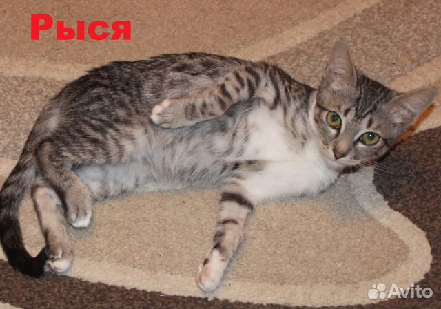 Рыся ищет дом