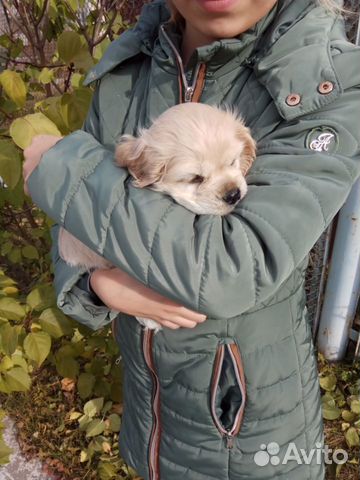 Продам щенка