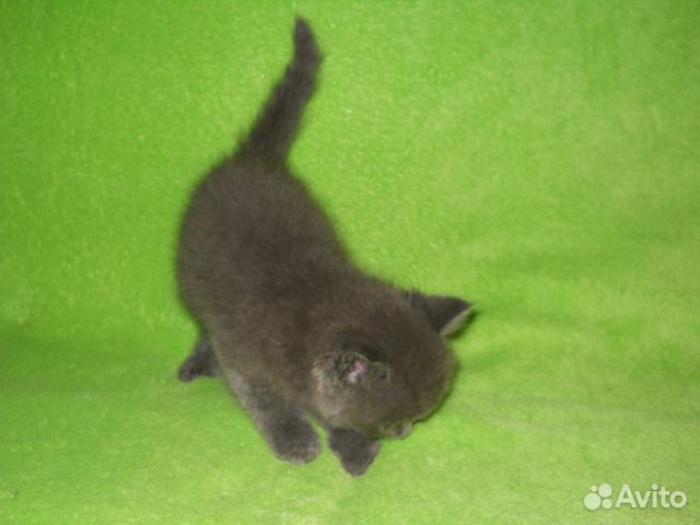 Милая киска