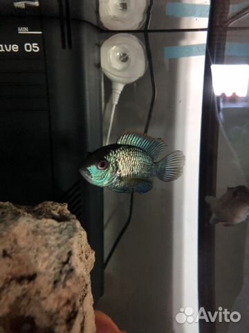 Рыба наннакара (цихлиды)