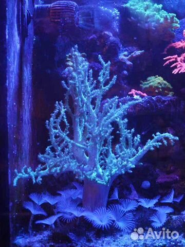 Продам синулярию зеленую