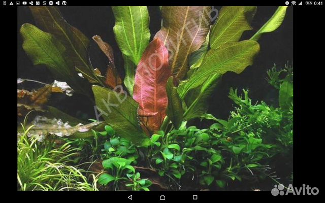 Эхинодорус Большой Медведь куст 45 см