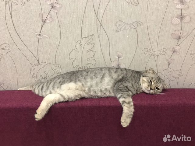 Отдадим нашего любимца в добрые руки
