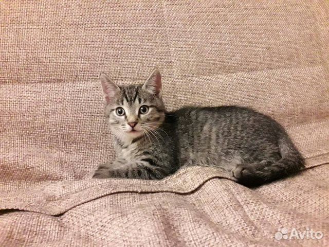 Полосатый игривый котенок