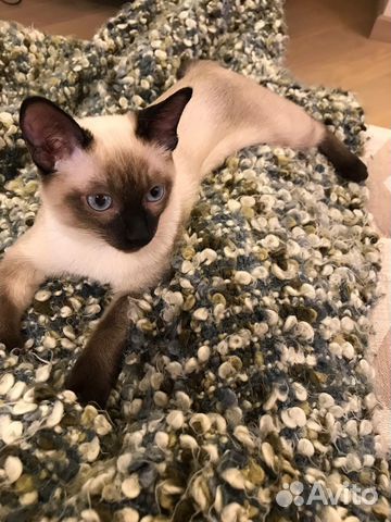 Котенок в хорошие руки