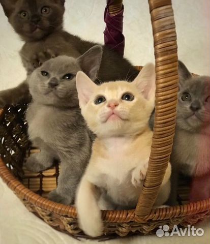 Шикарные чистопородные бурмы