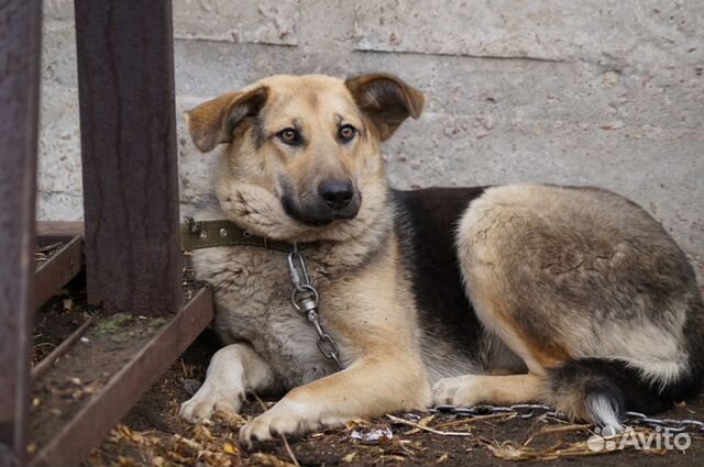Отдам собаку в добрые руки