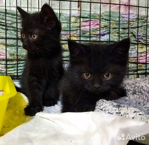 Котятки 2,5 месяца в поисках своих хозяев