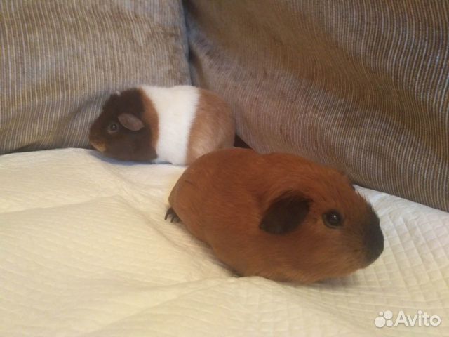 Продаются две морские свинки с клеткой