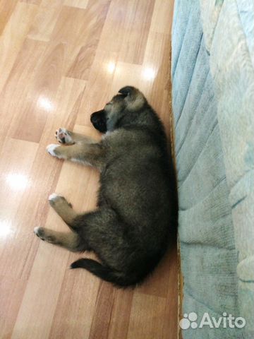 Щенок 1,5 месяца