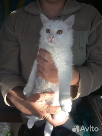 Пушистый красавчик