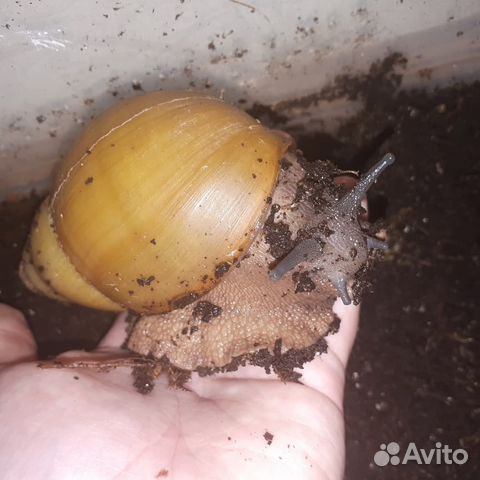 Улитка архахатина кросс ривер иктерика