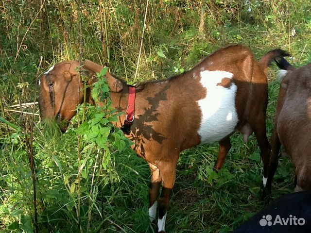 Англо-Нубийские козы 100