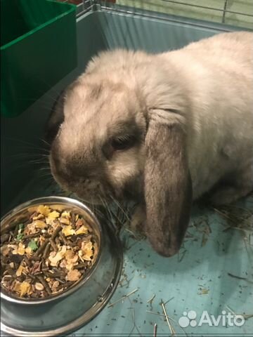 Кролик декоративный (баран)