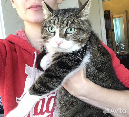 Кот Бэнджамин(Бэнджи) 2 года