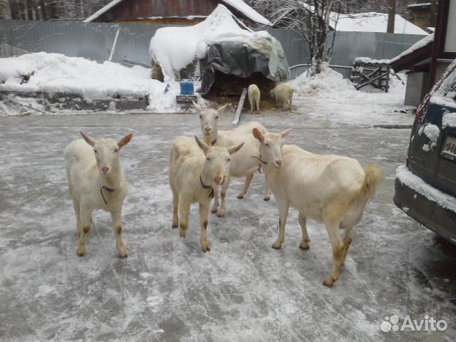 Продам чистопородных зааненских коз