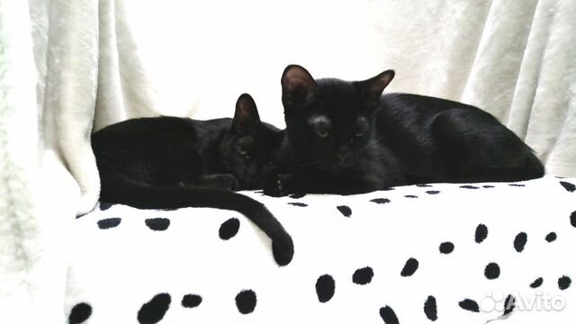 Котята бомбейской породы