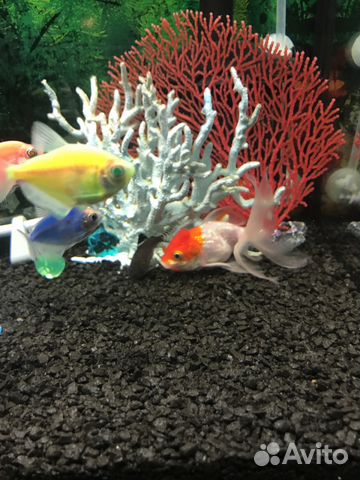 Золотая рыбка+банка корма