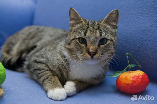 Полосатая красавица