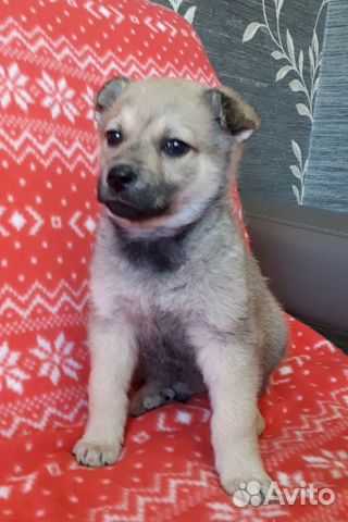 Гром ищет дом для охраны и хозяина