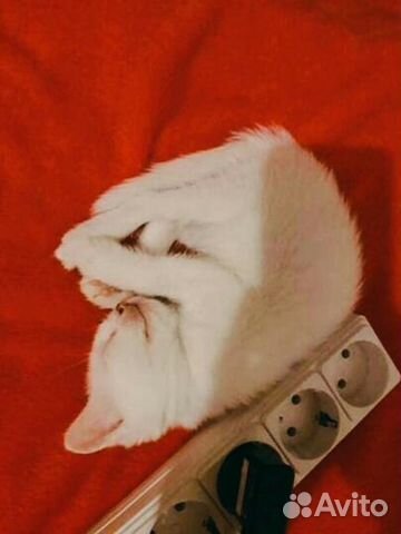 Кошечка