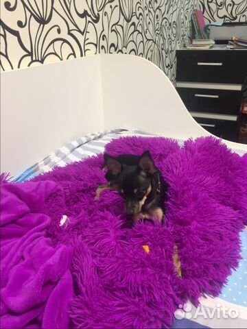 Предлагаю к связке мальчика(кобель) мини той-терье