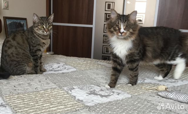 Слепой Малыш и Лиза