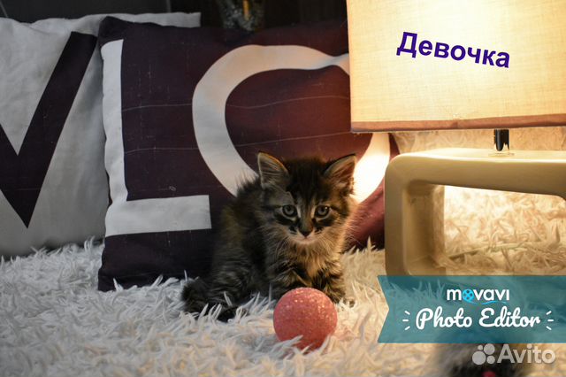 Катята Невской-Маскарадной