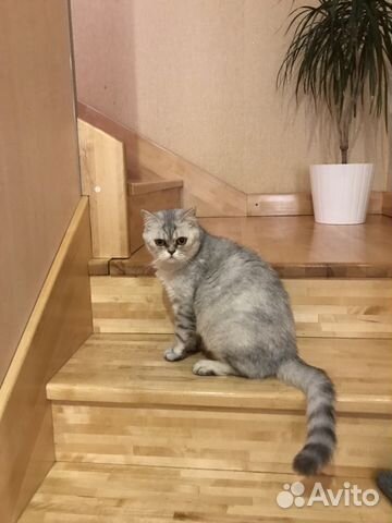 Отдам Британскую кошку