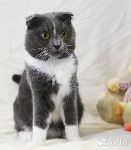 Вислоухий котик Гера ищет новый дом