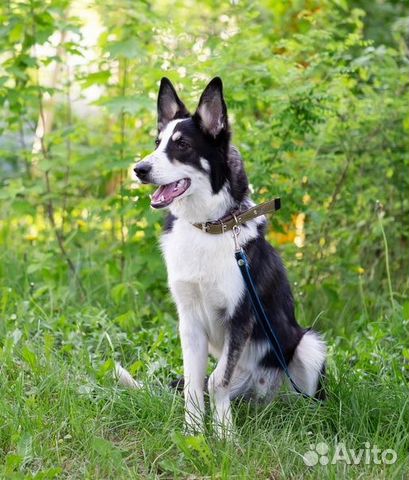 Отдаю в добрые руки