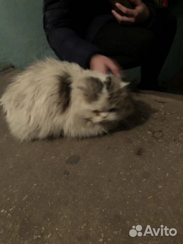 Найден Персидский котик