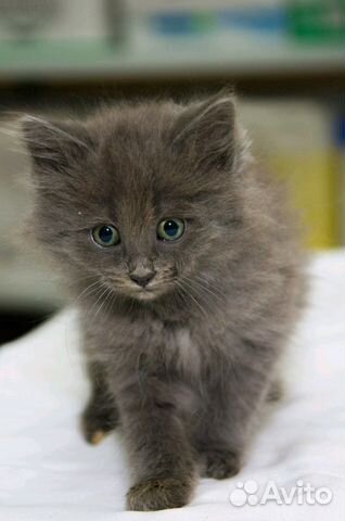 Котенок в добрые руки