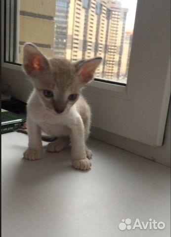 Котята донского сфинкса. Резерв