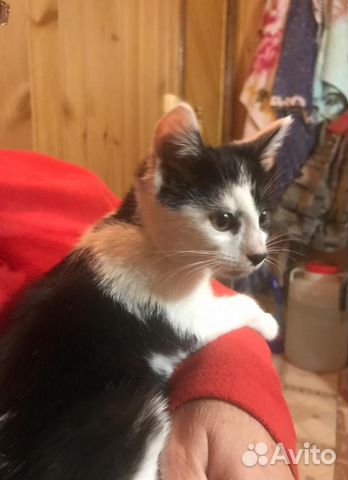 Уникальный, плюшевый, очень хороший Дюша