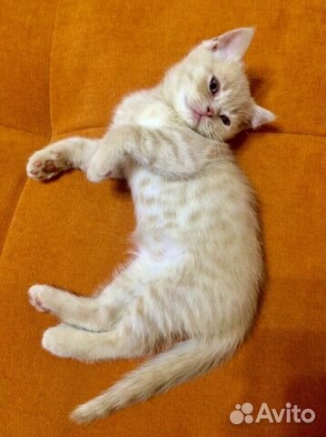 Котёнок