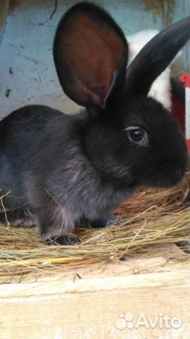 Продам крольчат