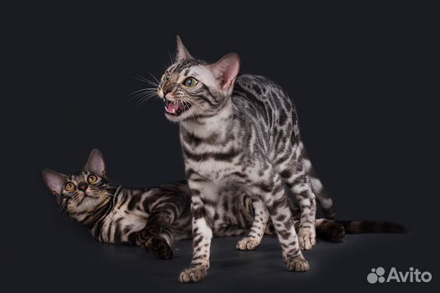Бенгальская Кошечка