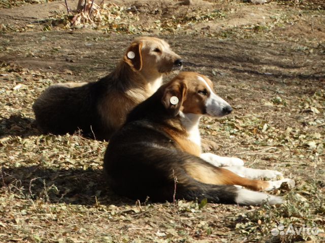 Пристраиваем