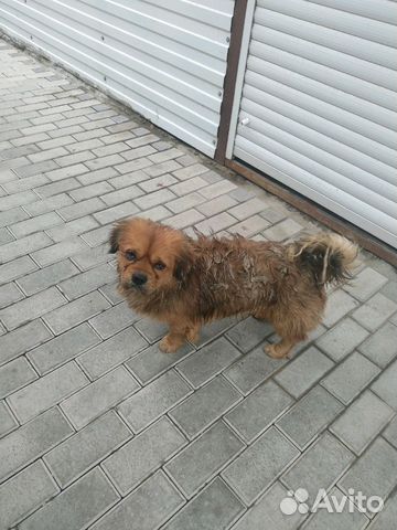 Красивый мальчик помесь