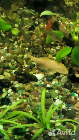 Гуппи, сомики, пецилии