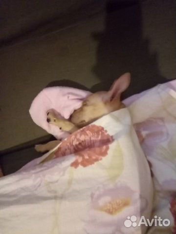 Продам в добрые руки