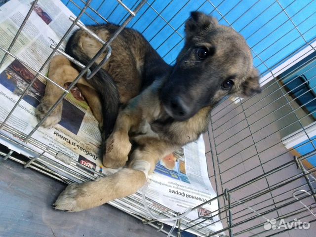 Выживший чудом щенок ищет дом
