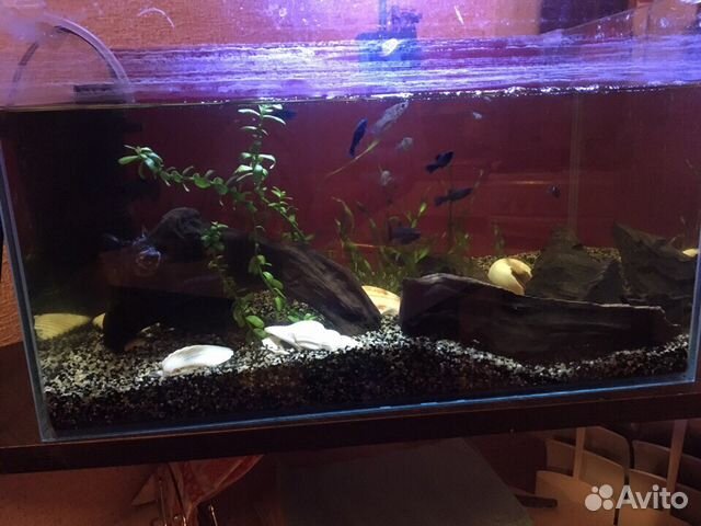 Аквариум